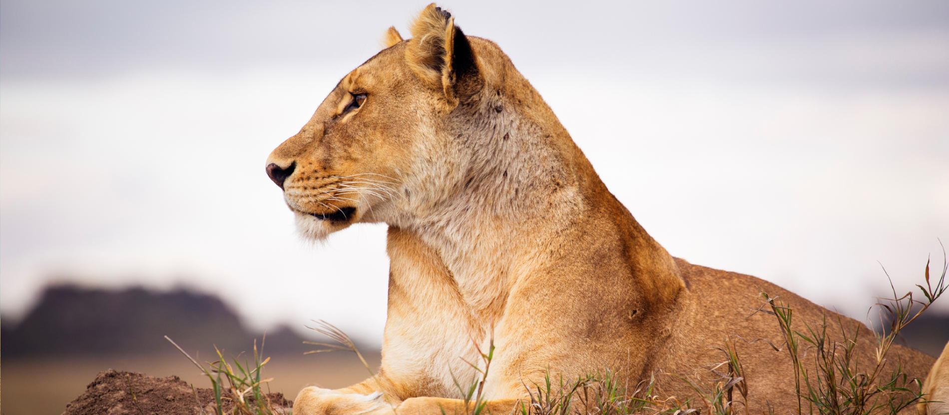 Safariresor och andra drömresor - resor på riktigt